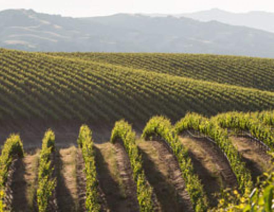 Wente Vineyards | WineMaps